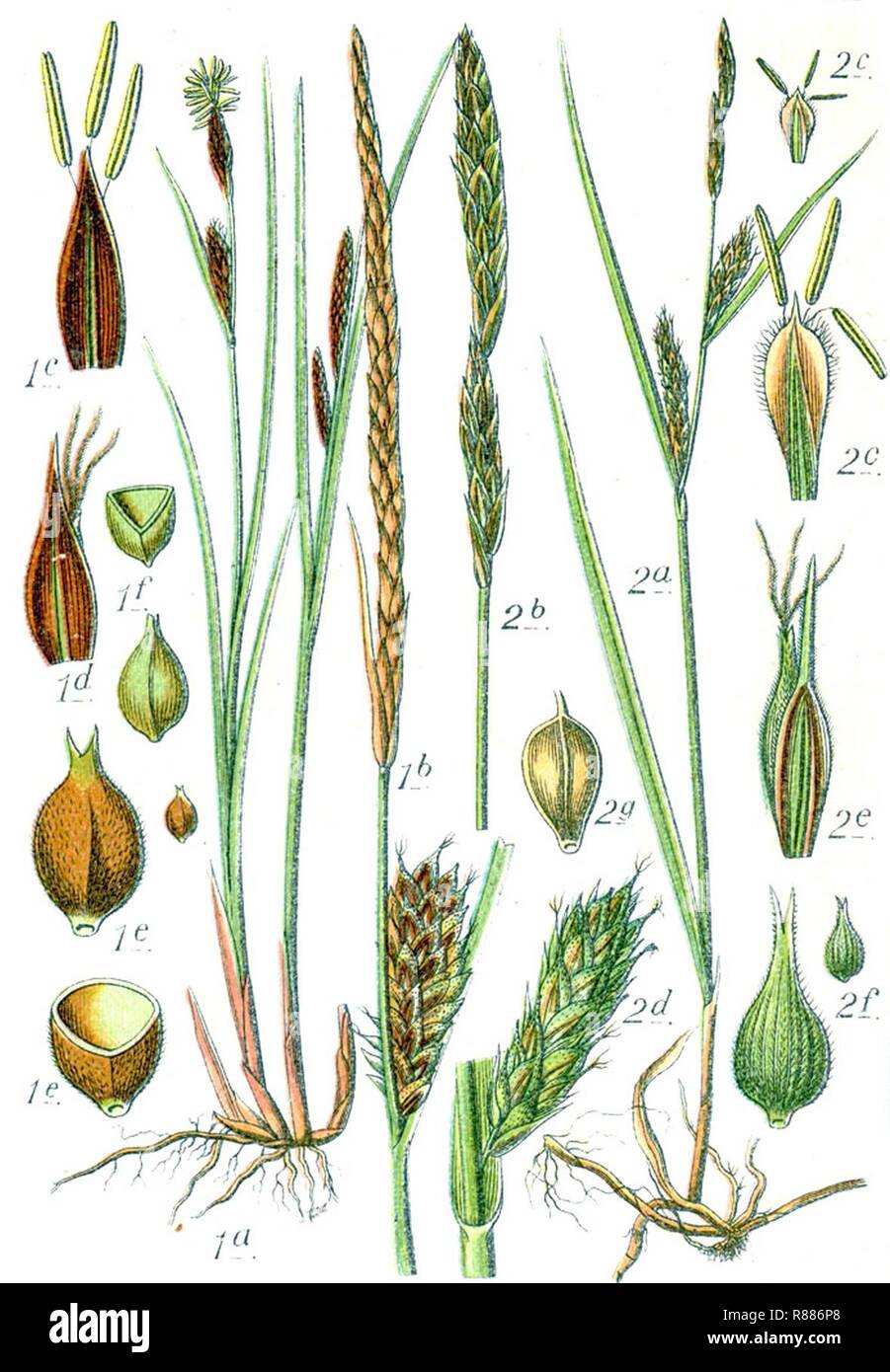 Carex spp hi-res stock photography and images - Alamy