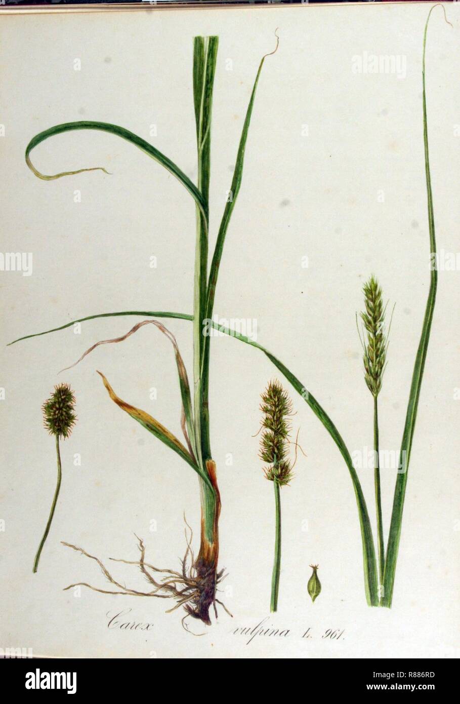 Carex vulpina — Flora Batava — Volume v13 Stock Photo - Alamy