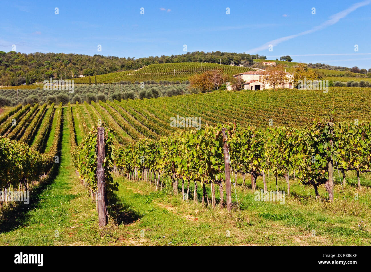 Vineyard at Felsina, Tuscany, Italy Stock Photo - Alamy