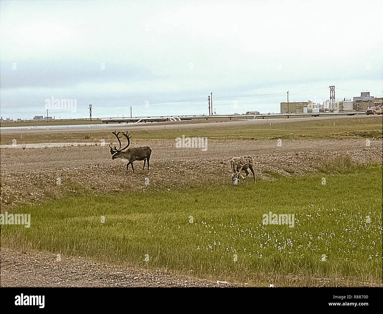 Caribou historical hi-res stock photography and images - Alamy