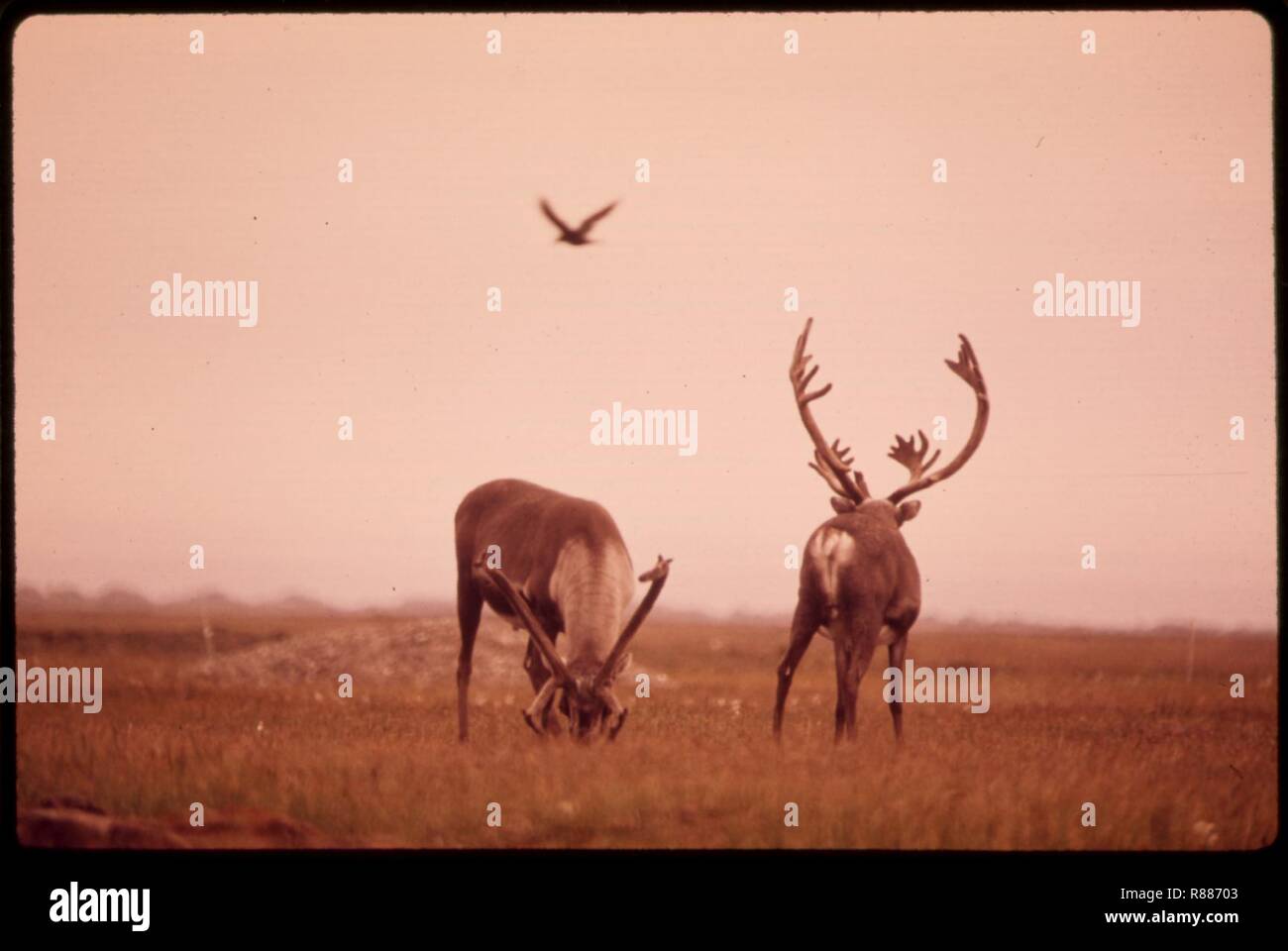 Caribou Feed on Lichens and Moss Stock Photo - Alamy