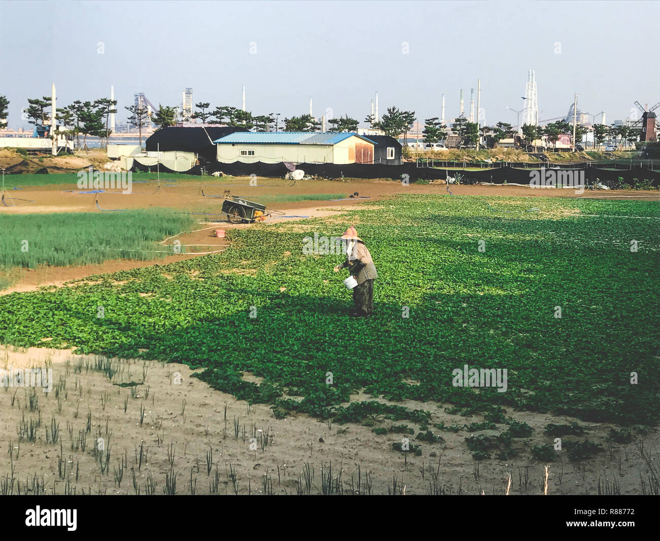South korea village agriculture hi-res stock photography and images - Alamy