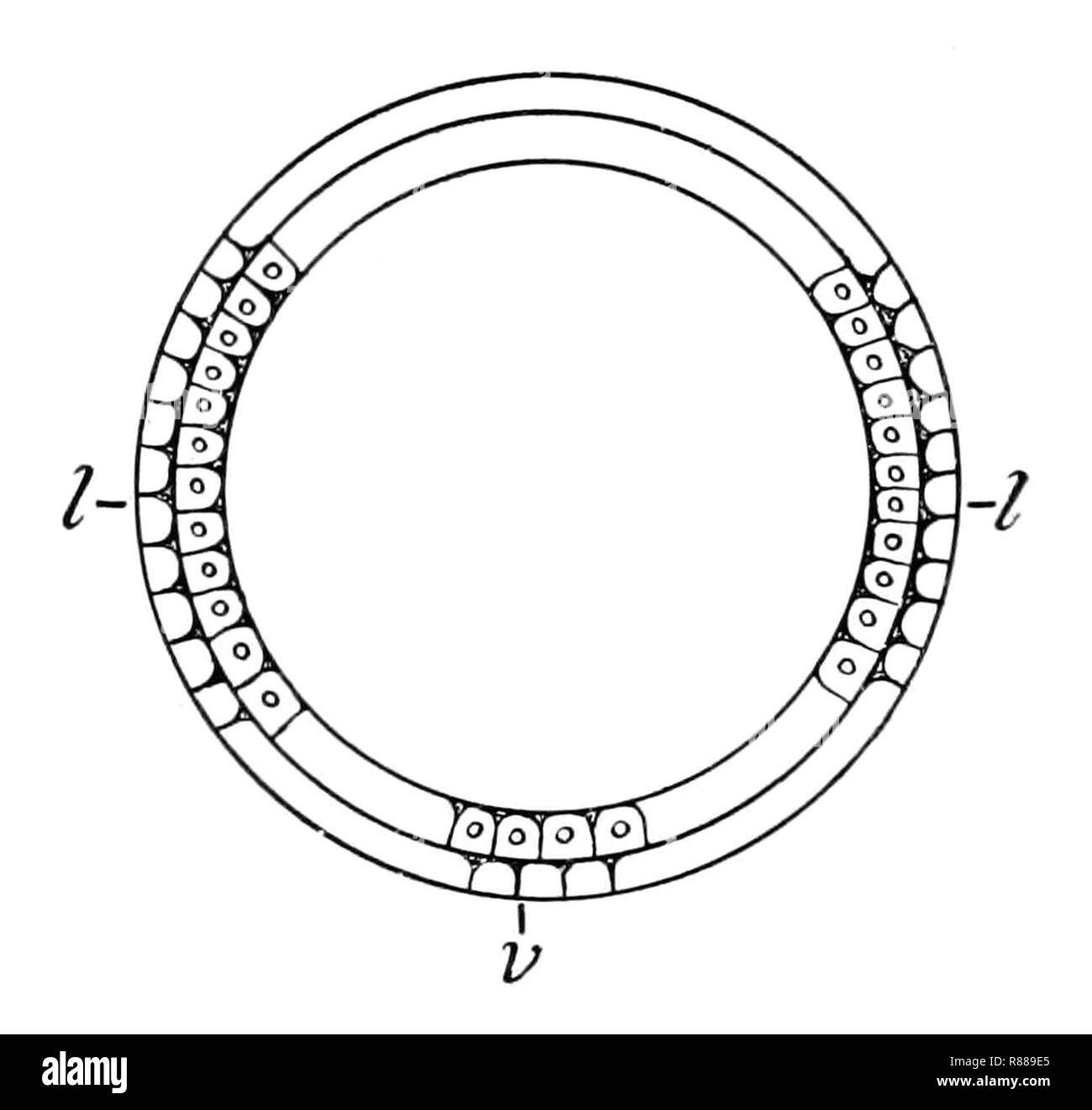 Capillaria dispar - cross section - Eloise Blaine Cram Stock Photo - Alamy