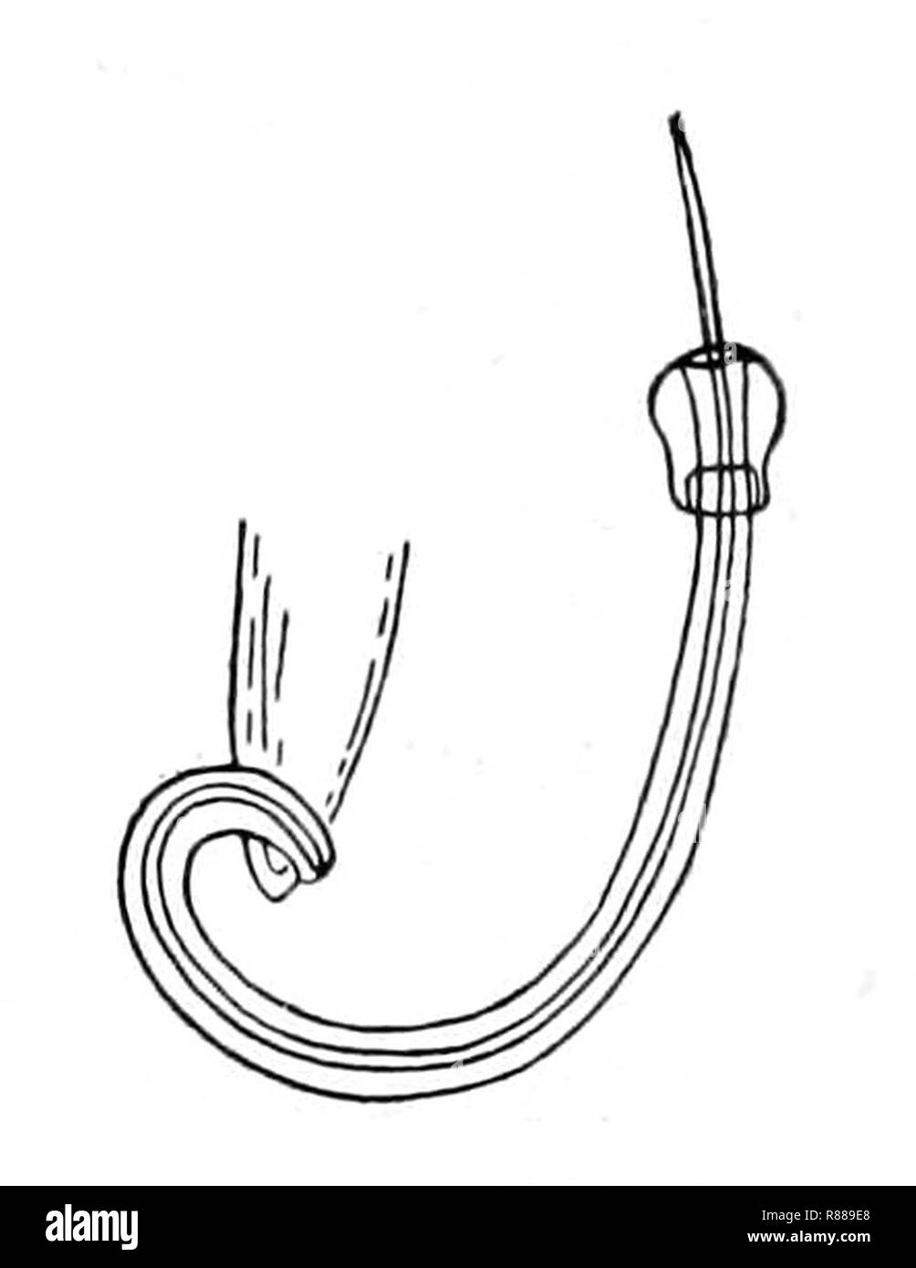 Capillaria Black and White Stock Photos & Images - Alamy