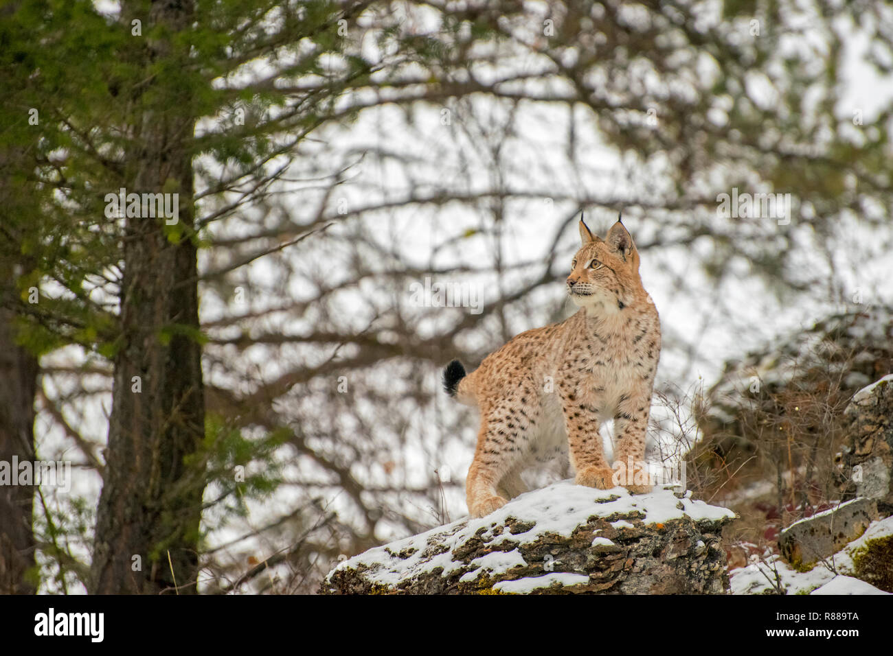 Front lynx hi-res stock photography and images - Alamy