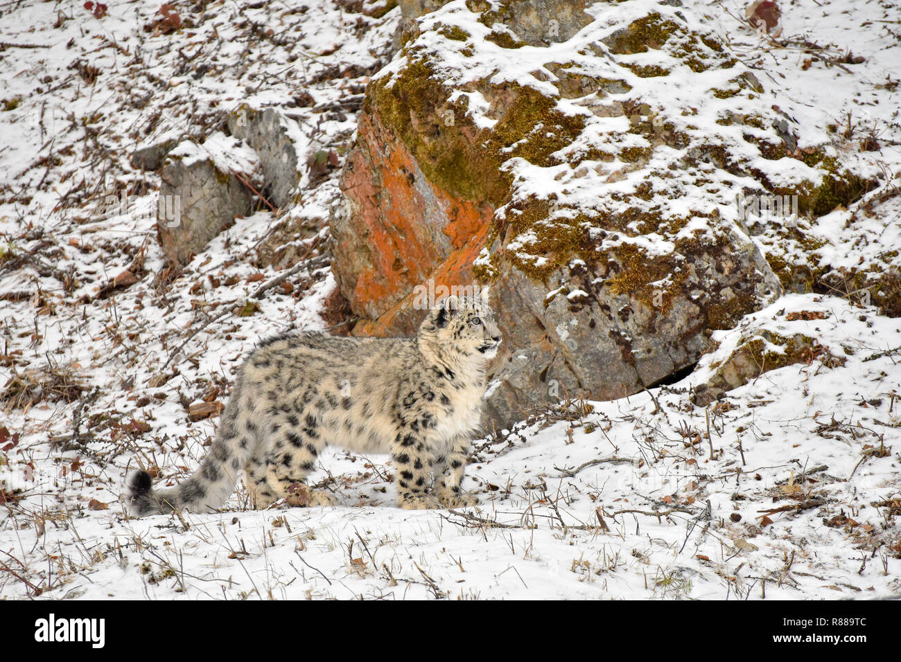 Baby snow leopard hi-res stock photography and images - Alamy