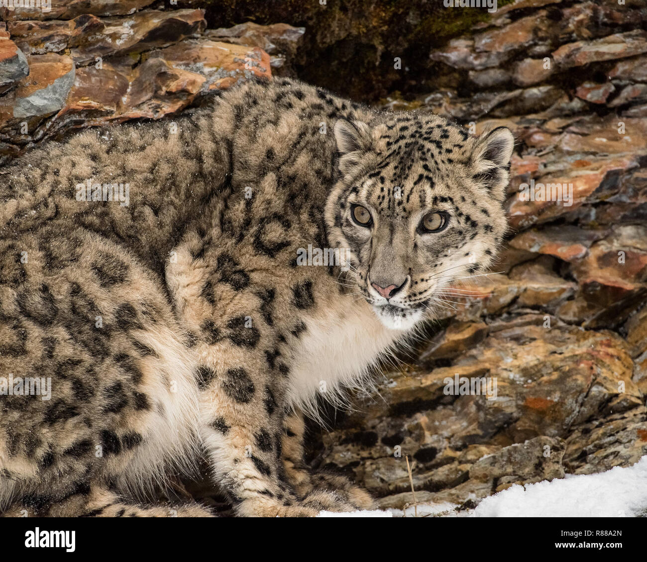 Female snow leopard hi-res stock photography and images - Alamy