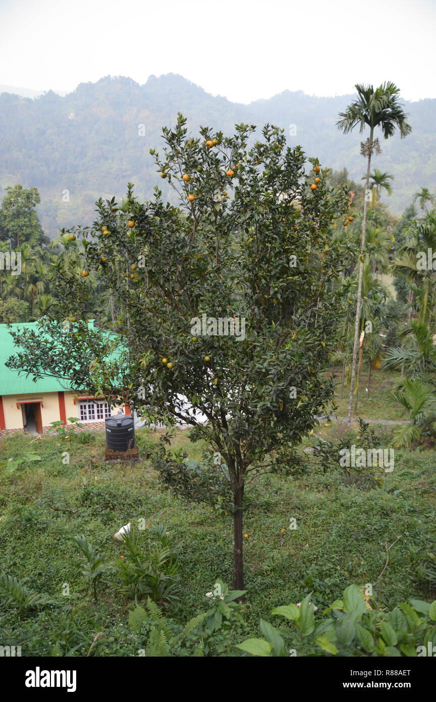 Citrus × sinensis or Orange tree at Samsing in Kalimpong district of ...