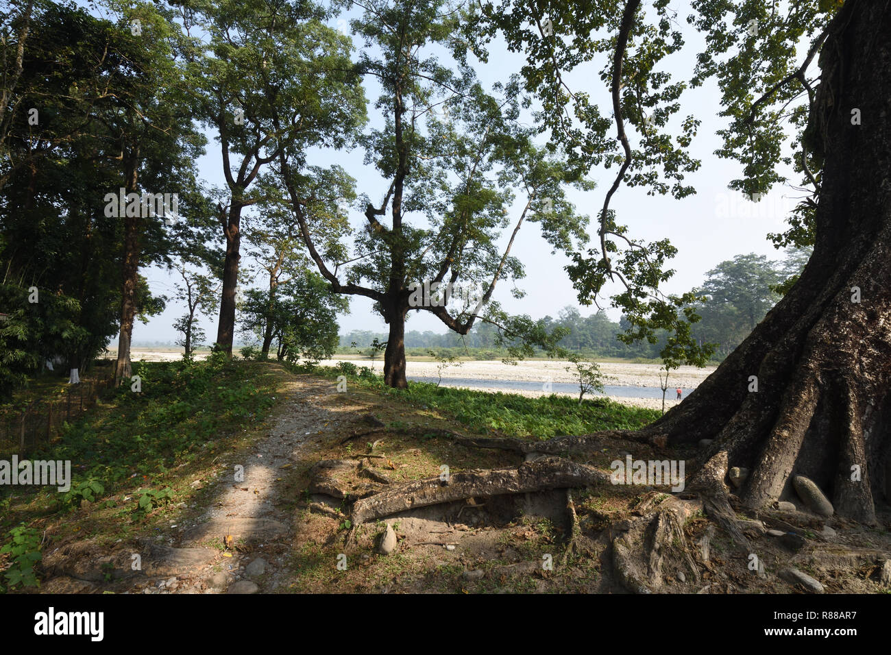 The gorumara national park hi-res stock photography and images - Alamy