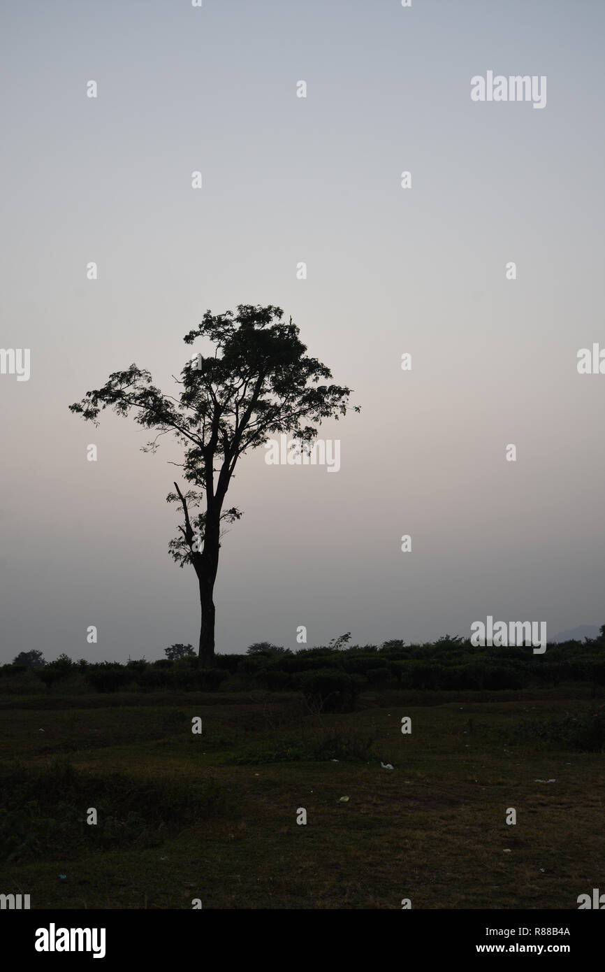 Tree of Laliguras picnic spot at Samsing in Kalimpong district of West ... Tree of Laliguras picnic spot at Samsing in Kalimpong district of West ...