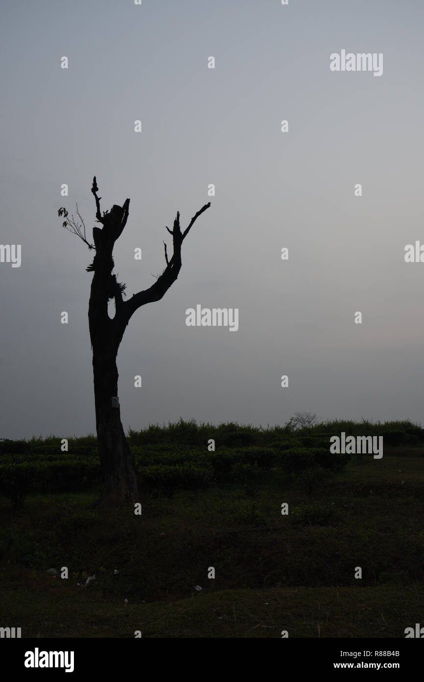 Dead tree of Laliguras picnic spot at Samsing in Kalimpong district of ... Dead tree of Laliguras picnic spot at Samsing in Kalimpong district of ...