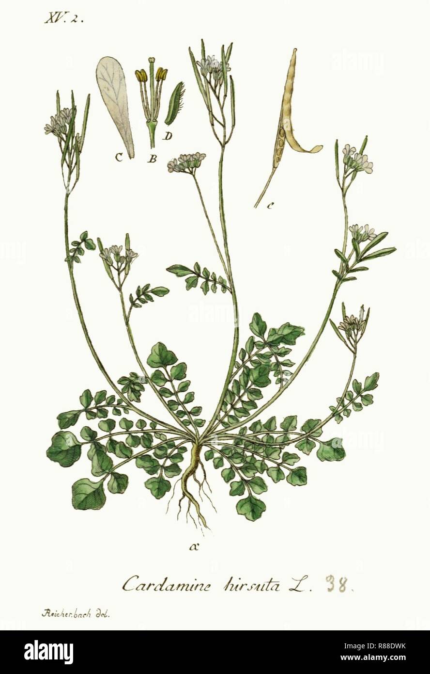 Cardamine hirsuta - Deutschlands flora in abbildungen nach der natur ...