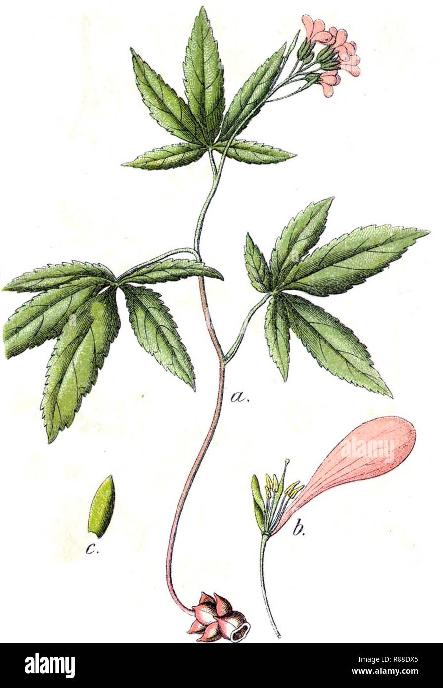 Cardamine sp hi-res stock photography and images - Alamy