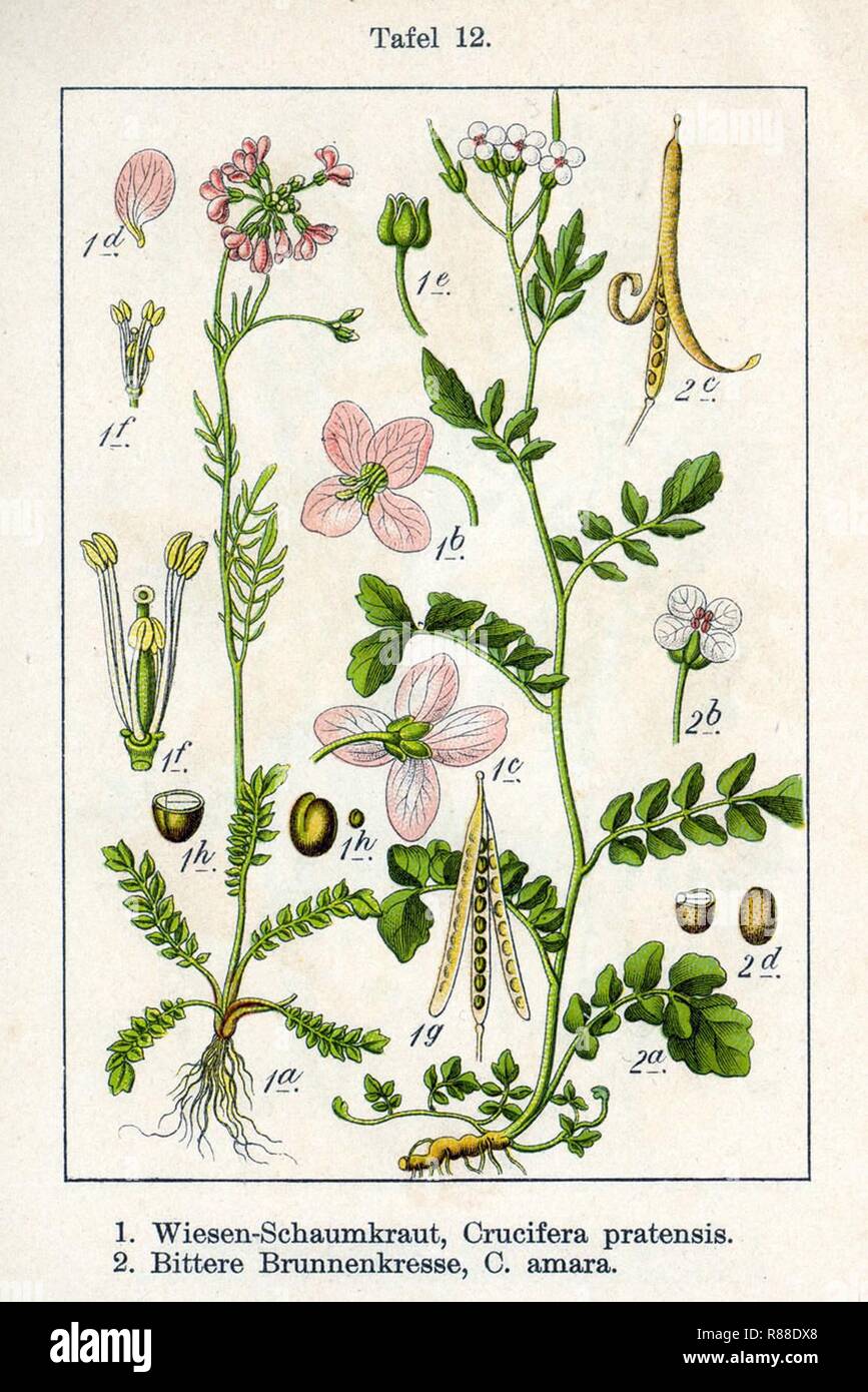 Cardamine spp Sturm06012 Stock Photo - Alamy