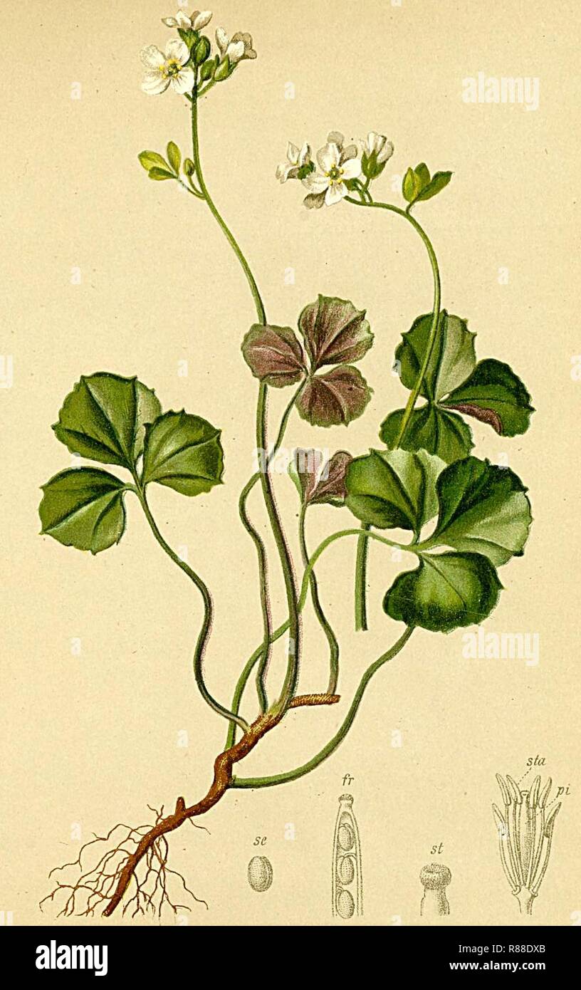 Cardamine Trifolia Stock Photos & Cardamine Trifolia Stock Images - Alamy