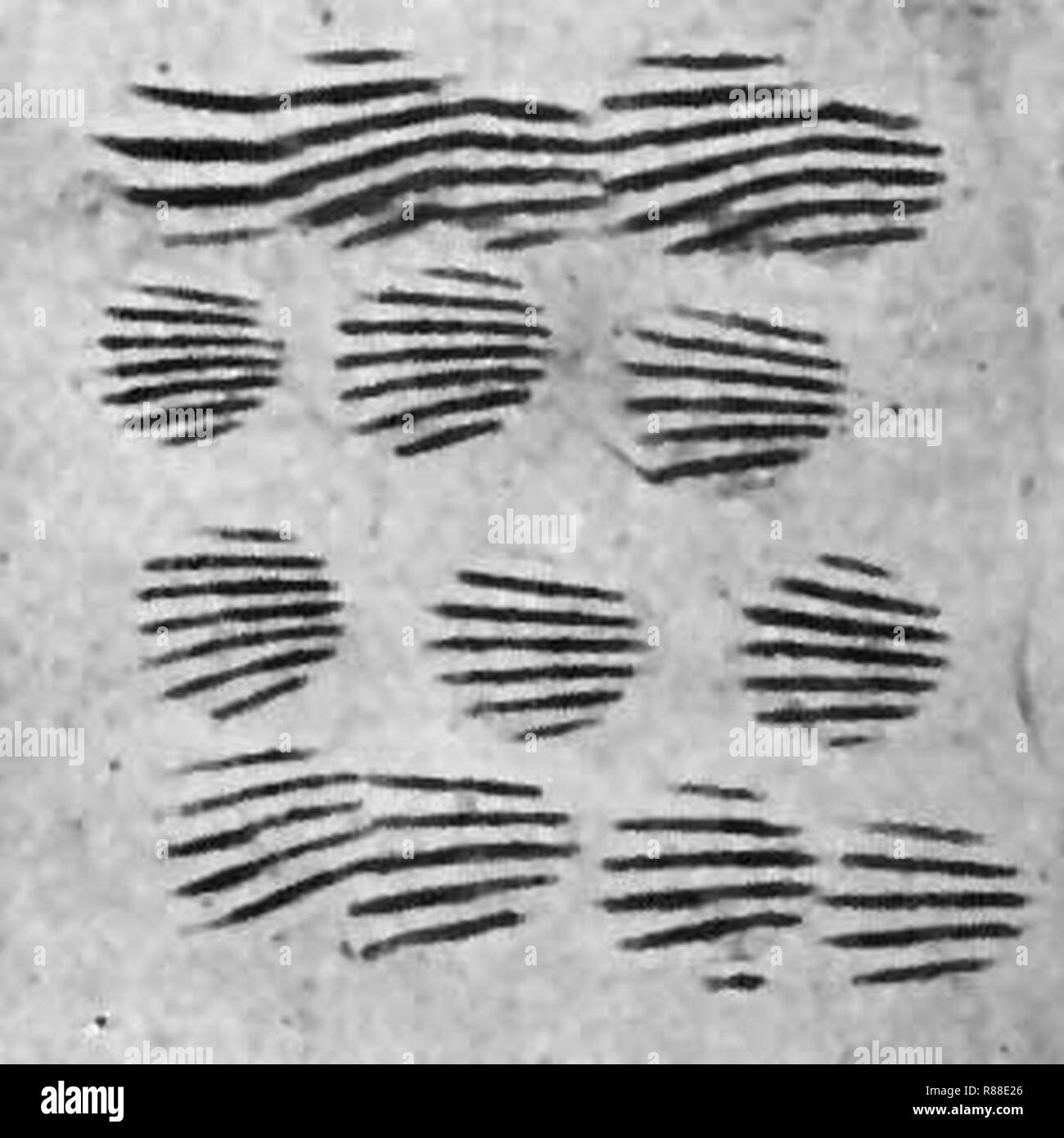 Cardial hi-res stock photography and images - Alamy