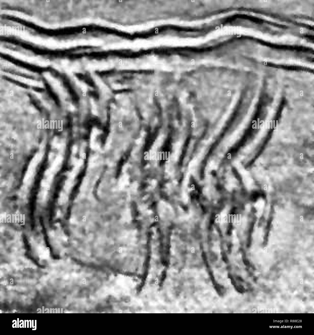 Cardial hi-res stock photography and images - Alamy