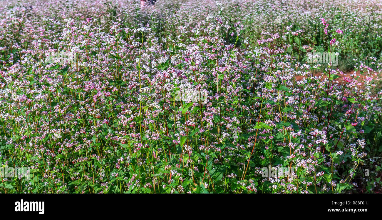 Buckwheat flowers in the field. This flower is white when the sun ...