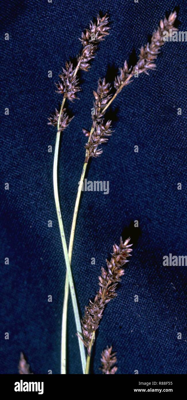 Diandra hi-res stock photography and images - Alamy