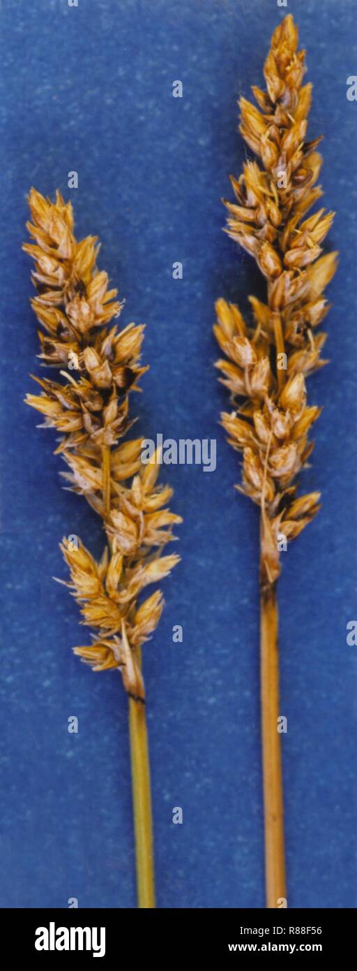 Diandra hi-res stock photography and images - Alamy