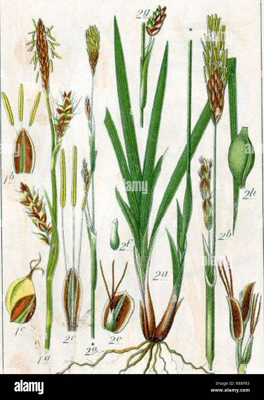 Carex panicea DeFlora Stock Photo - Alamy