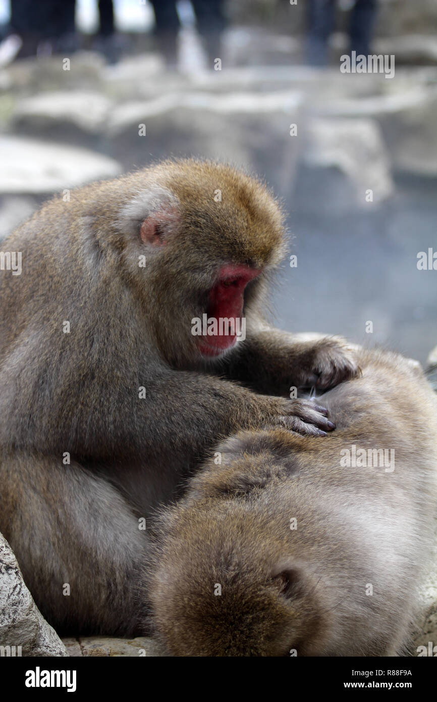 Monkeys warm hug hi-res stock photography and images - Alamy