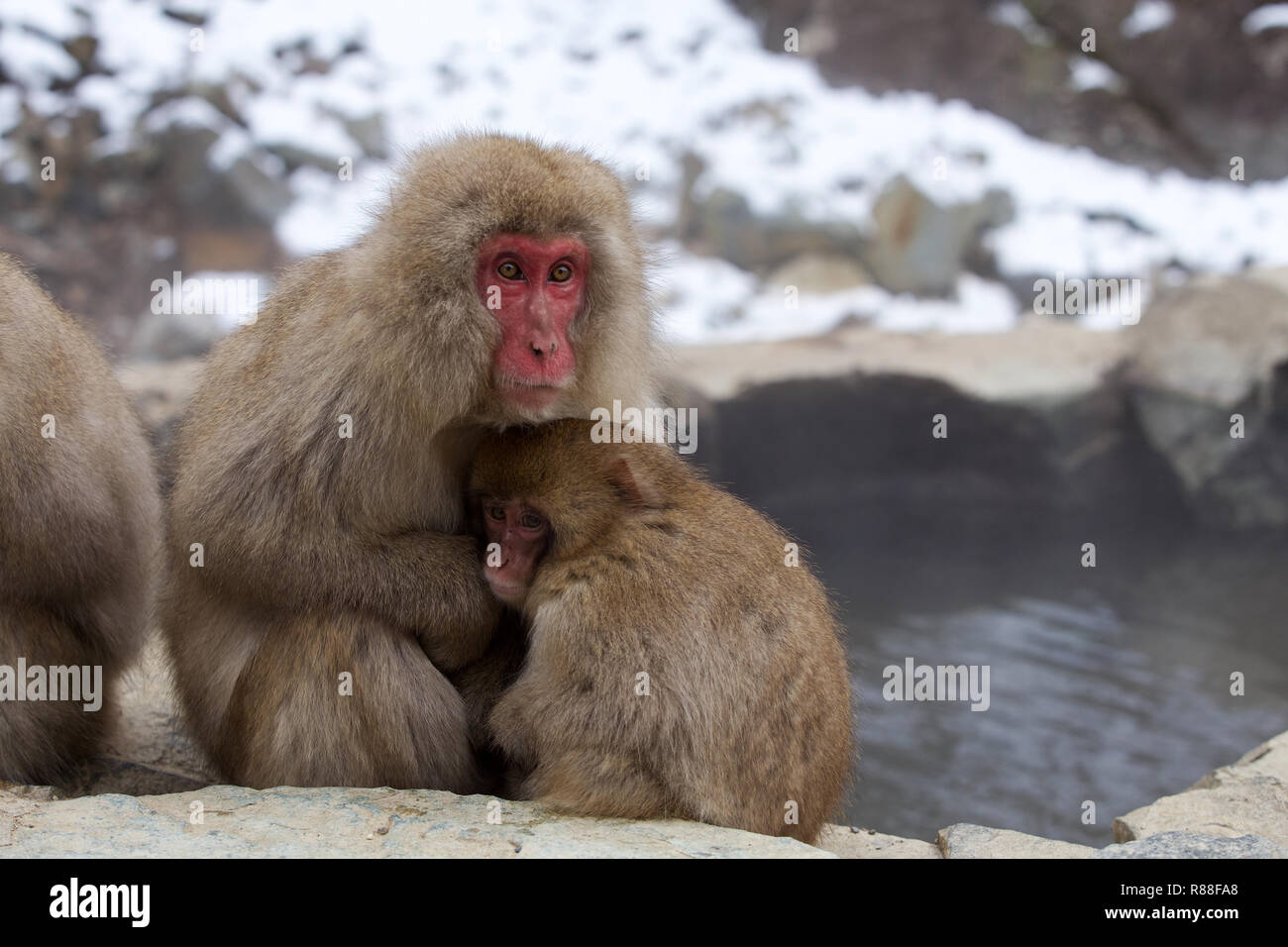 Monkeys warm hug hi-res stock photography and images - Alamy