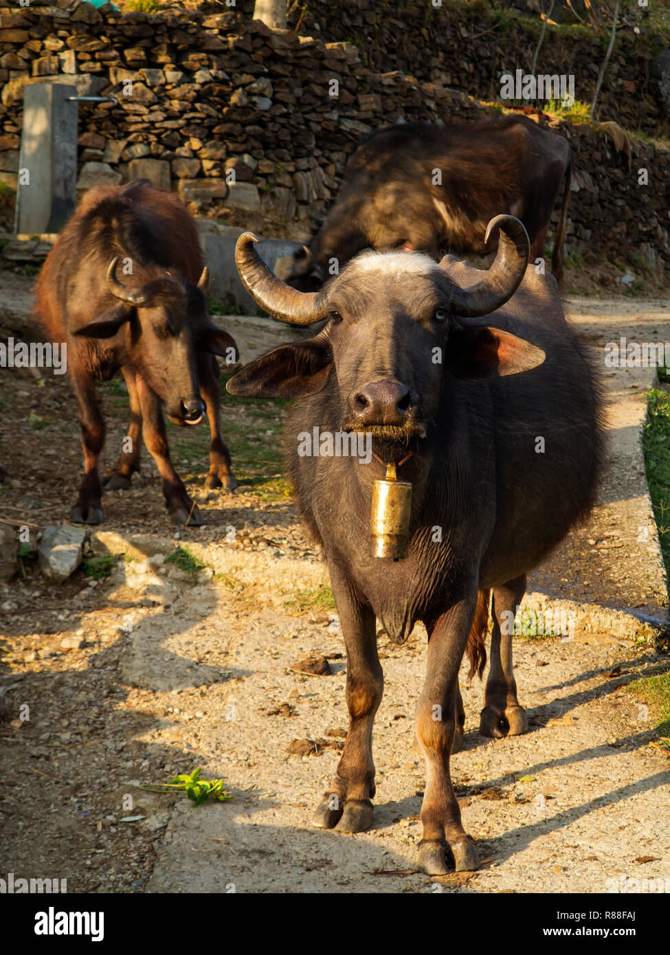 Asiatic buffalo hi-res stock photography and images - Alamy