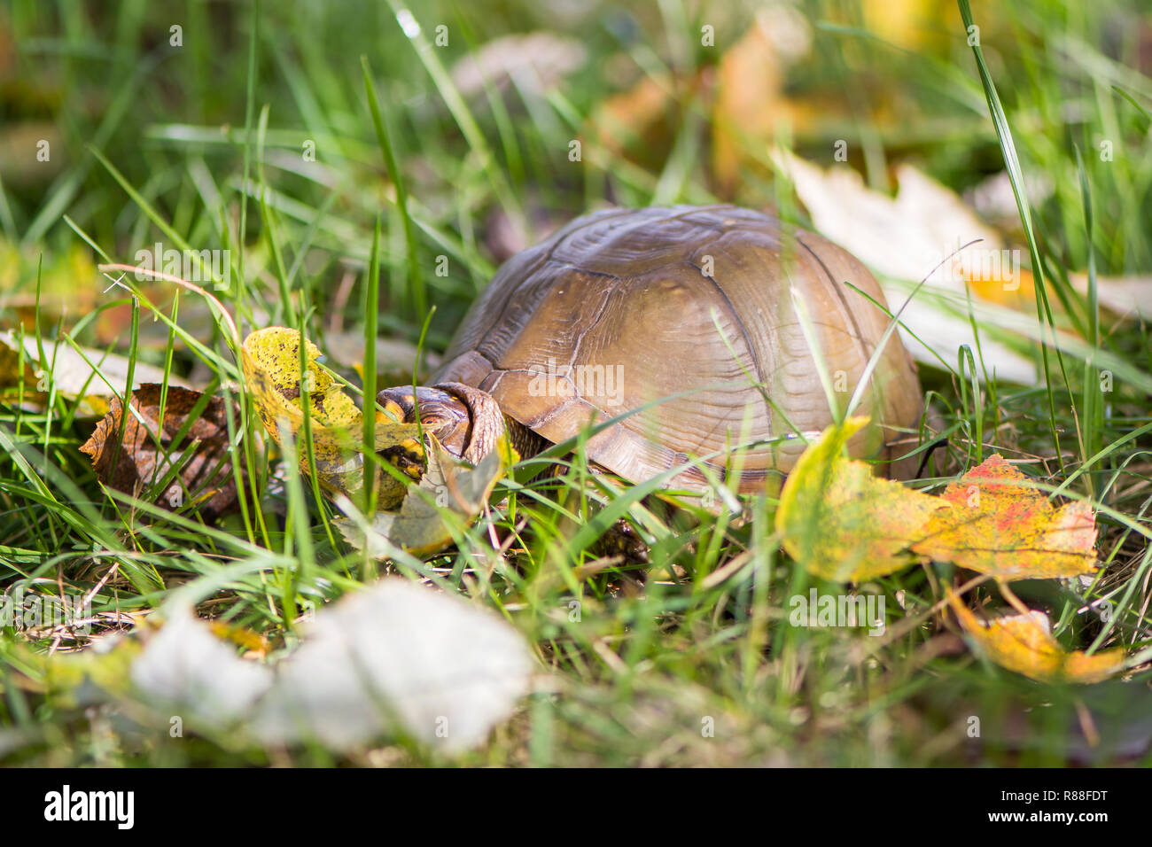 Three-toed box turtle in a grassy area Stock Photo - Alamy