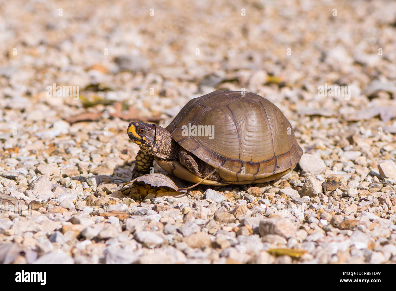 Three Toed Box Turtle Stock Photos & Three Toed Box Turtle Stock Images ...