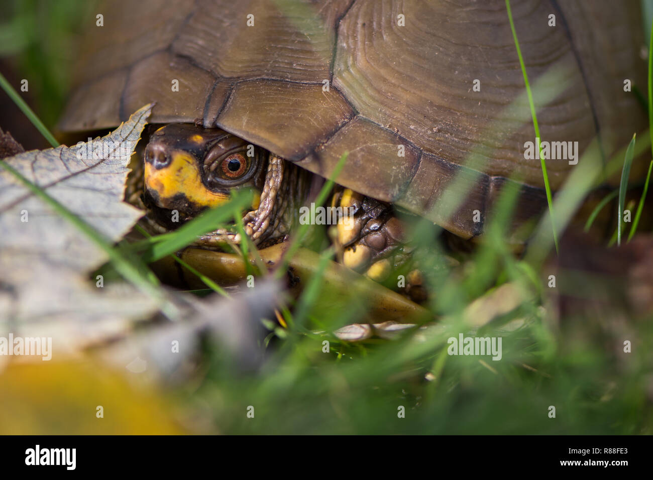 Turtle hiding shell hi-res stock photography and images - Alamy