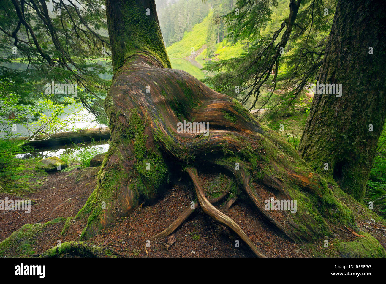 Cedar tree roots hi-res stock photography and images - Alamy Cedar tree roots hi-res stock photography and images - Alamy