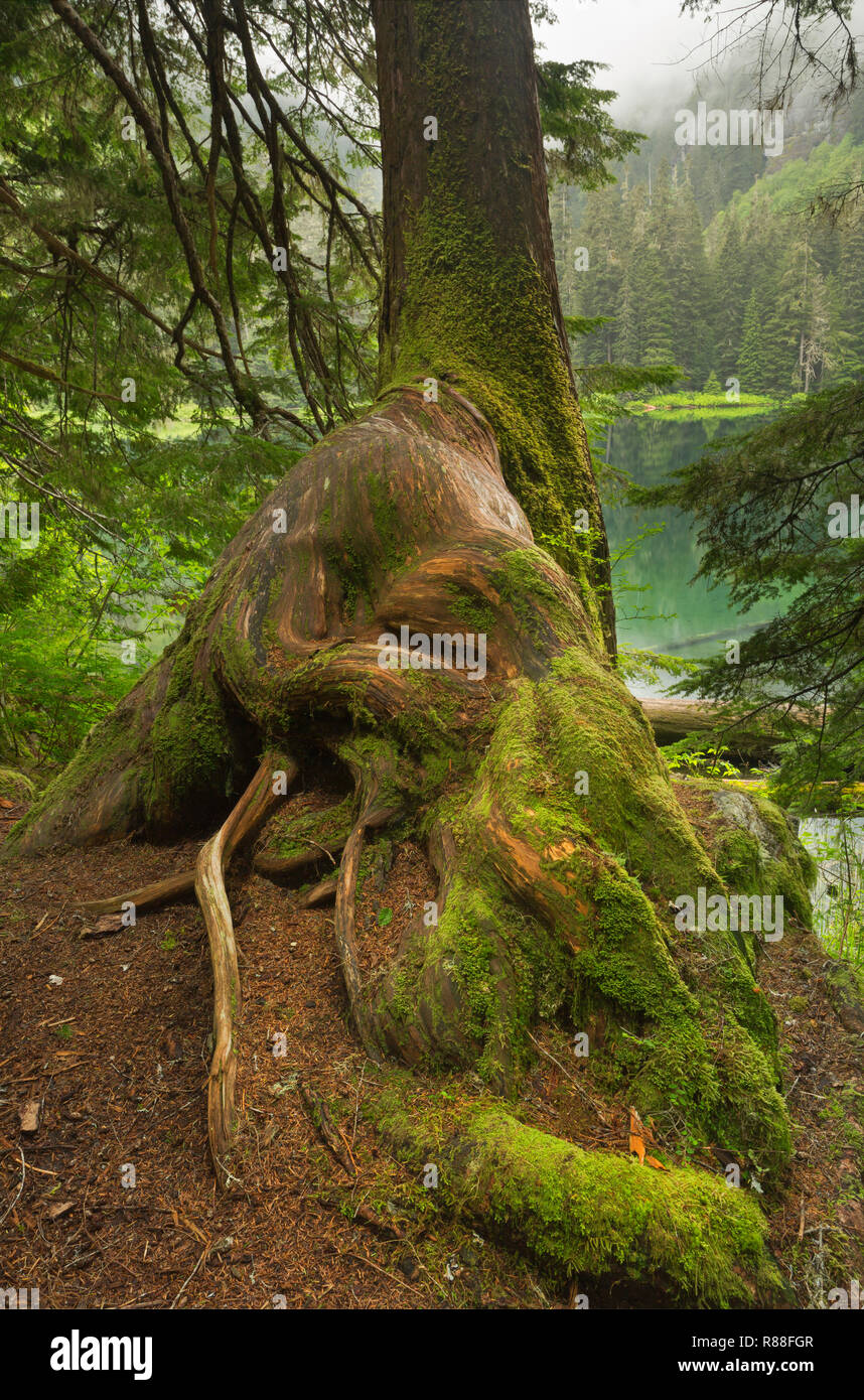 Knobby tree hi-res stock photography and images - Alamy