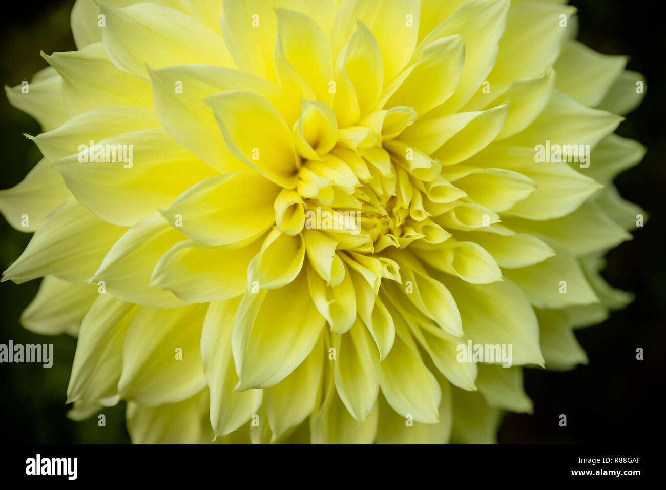 Flower yellow chrysanthemum close up macro.Aster. Beautiful Yellow ...