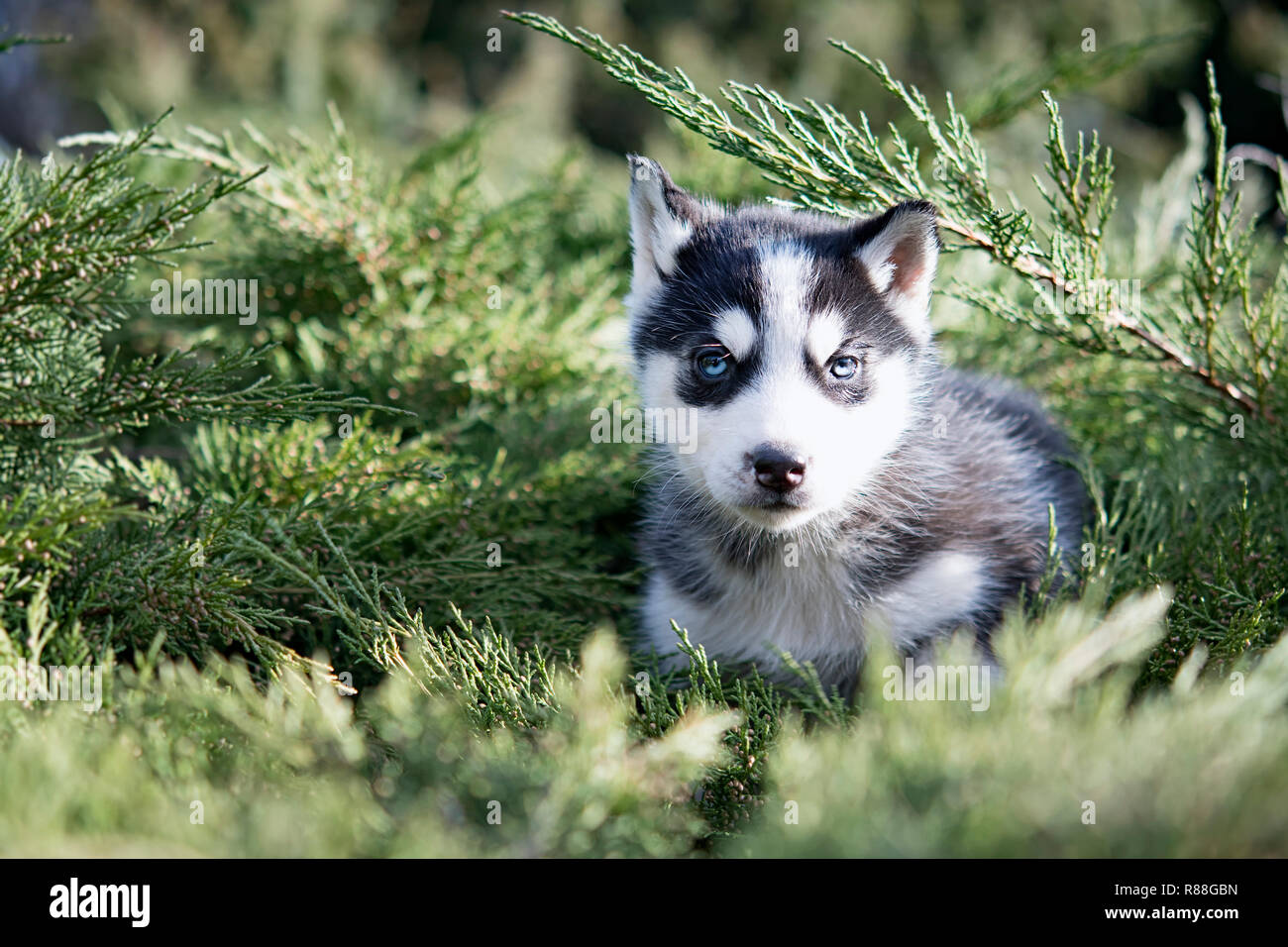 funny husky sits in the forest on a blurred background Stock Photo - Alamy