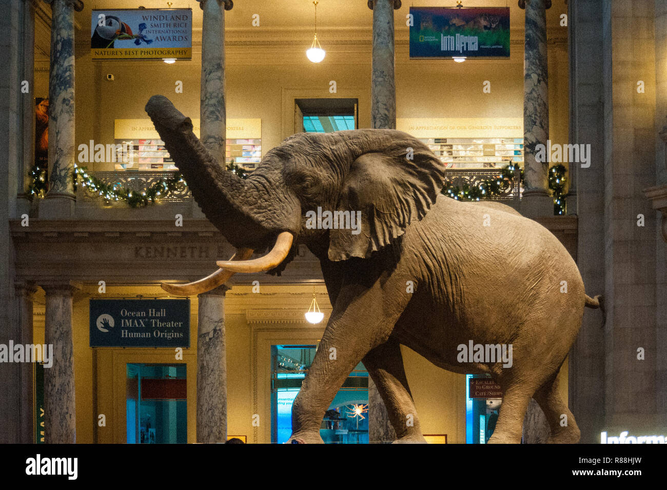 Elephant rotunda museum washington hi-res stock photography and images ...