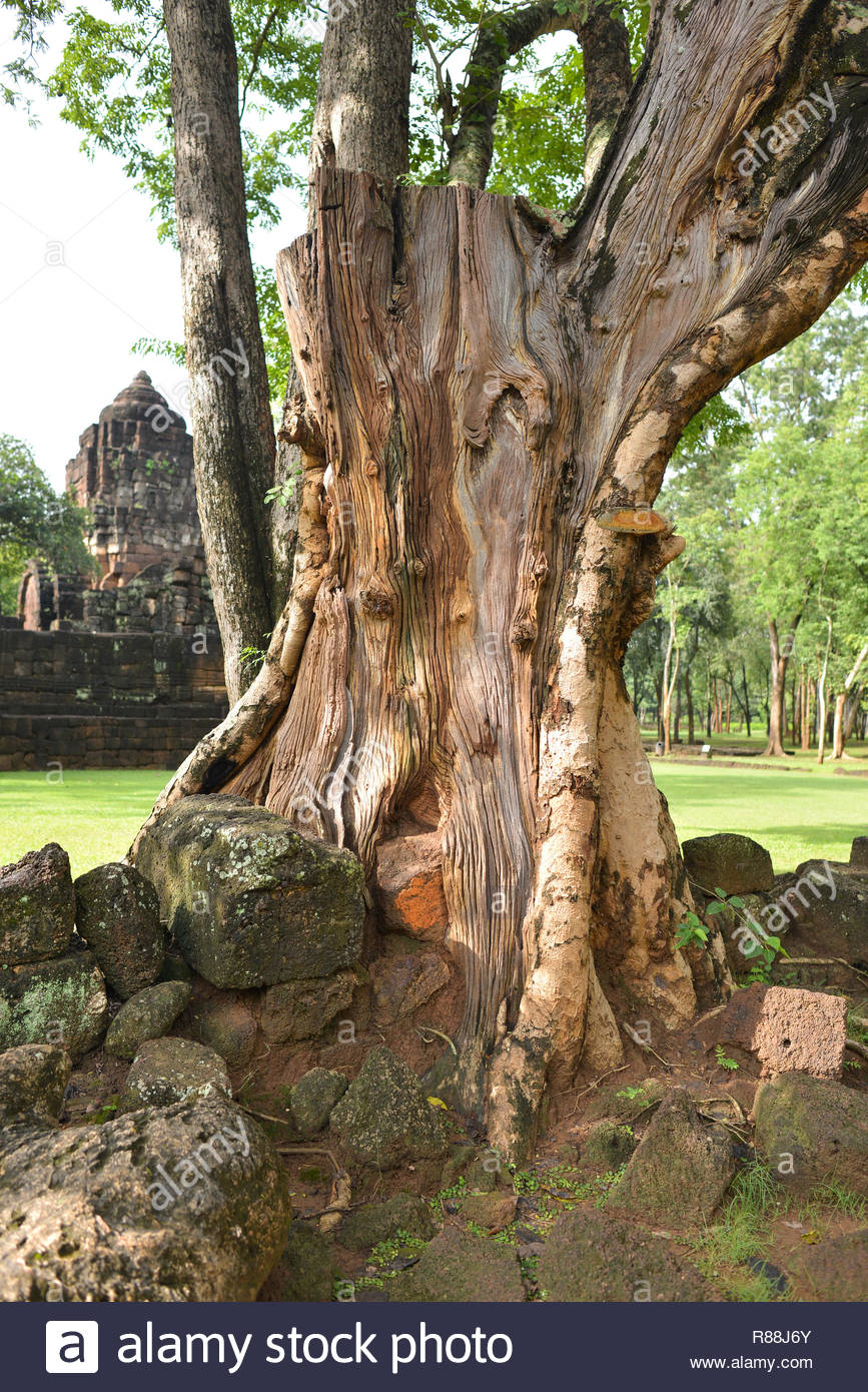 Tree Roots Over Rock Stock Photos & Tree Roots Over Rock Stock Images ...
