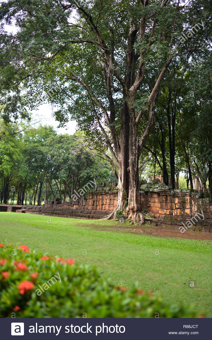 Tree Roots Over Rock Stock Photos & Tree Roots Over Rock Stock Images ...