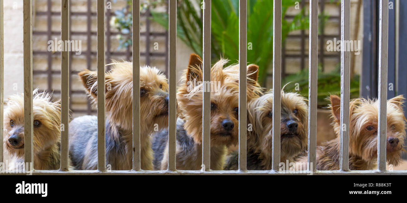 Pet dogs stand outside a gate looking in image with copy space in ...