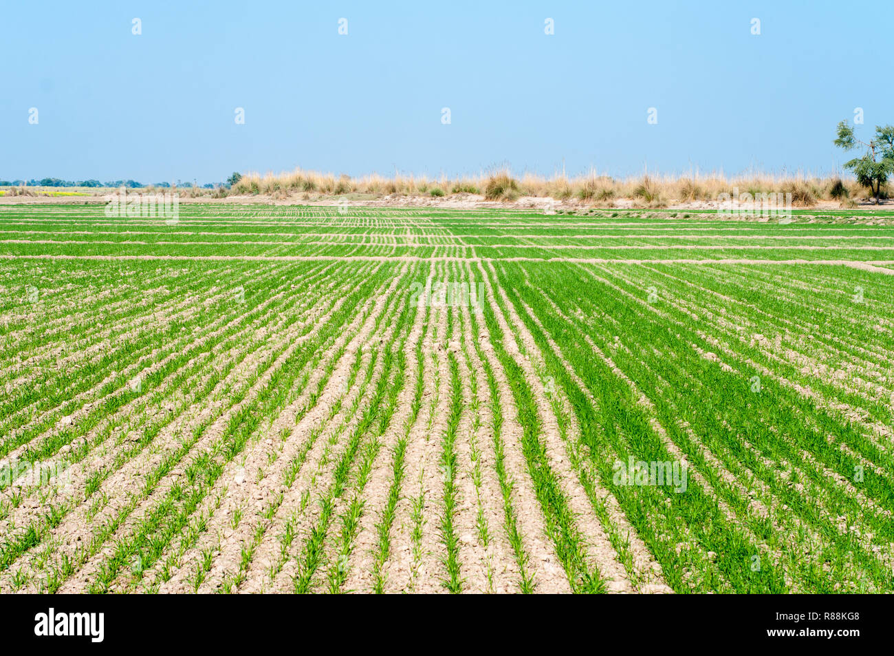 Wheat plantation in the desert Stock Photo - Alamy
