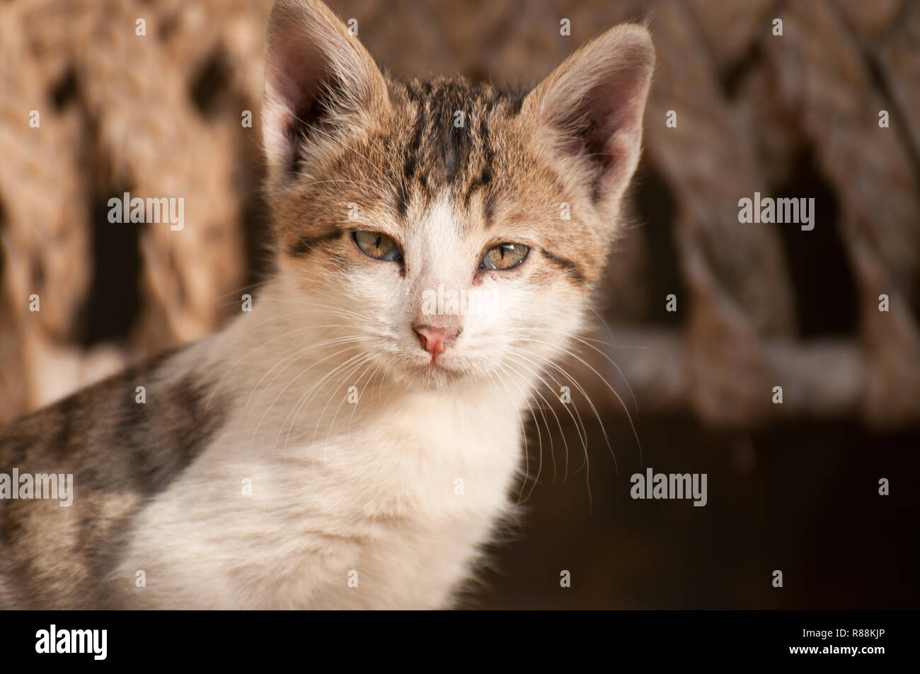 Cute kitten looking at camera Stock Photo - Alamy
