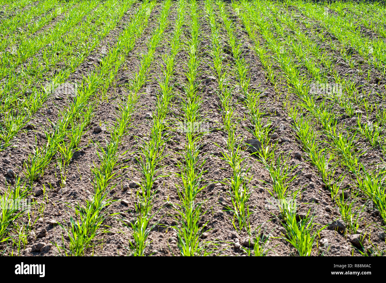 Wheat plants in the rows Stock Photo - Alamy