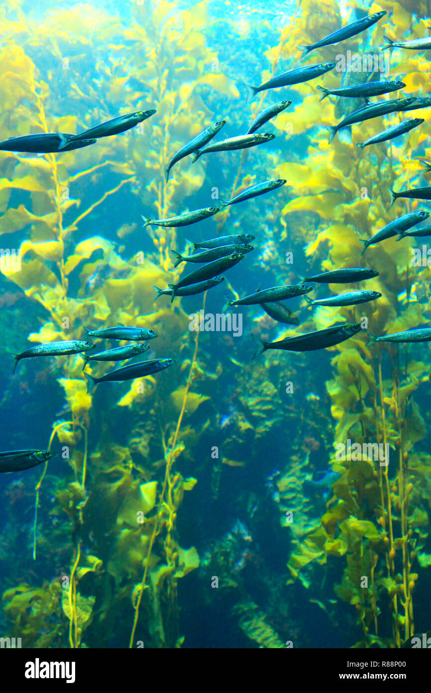 Fish swimming through kelp forest Stock Photo - Alamy