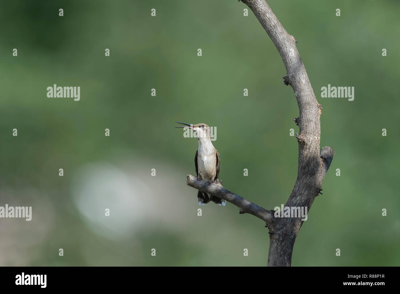 Juvenile male ruby throated hummingbird hi-res stock photography and ...