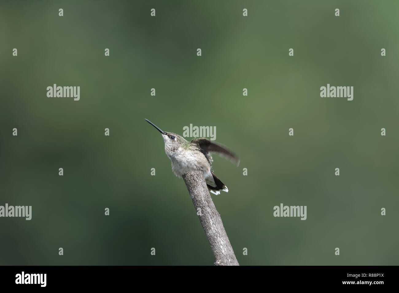Juvenile male Ruby-throated Hummingbird ready to launch the attack ...