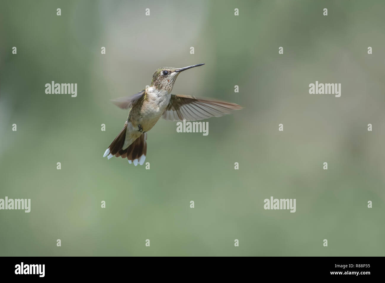 Juvenile male ruby throated hummingbird hi-res stock photography and ...