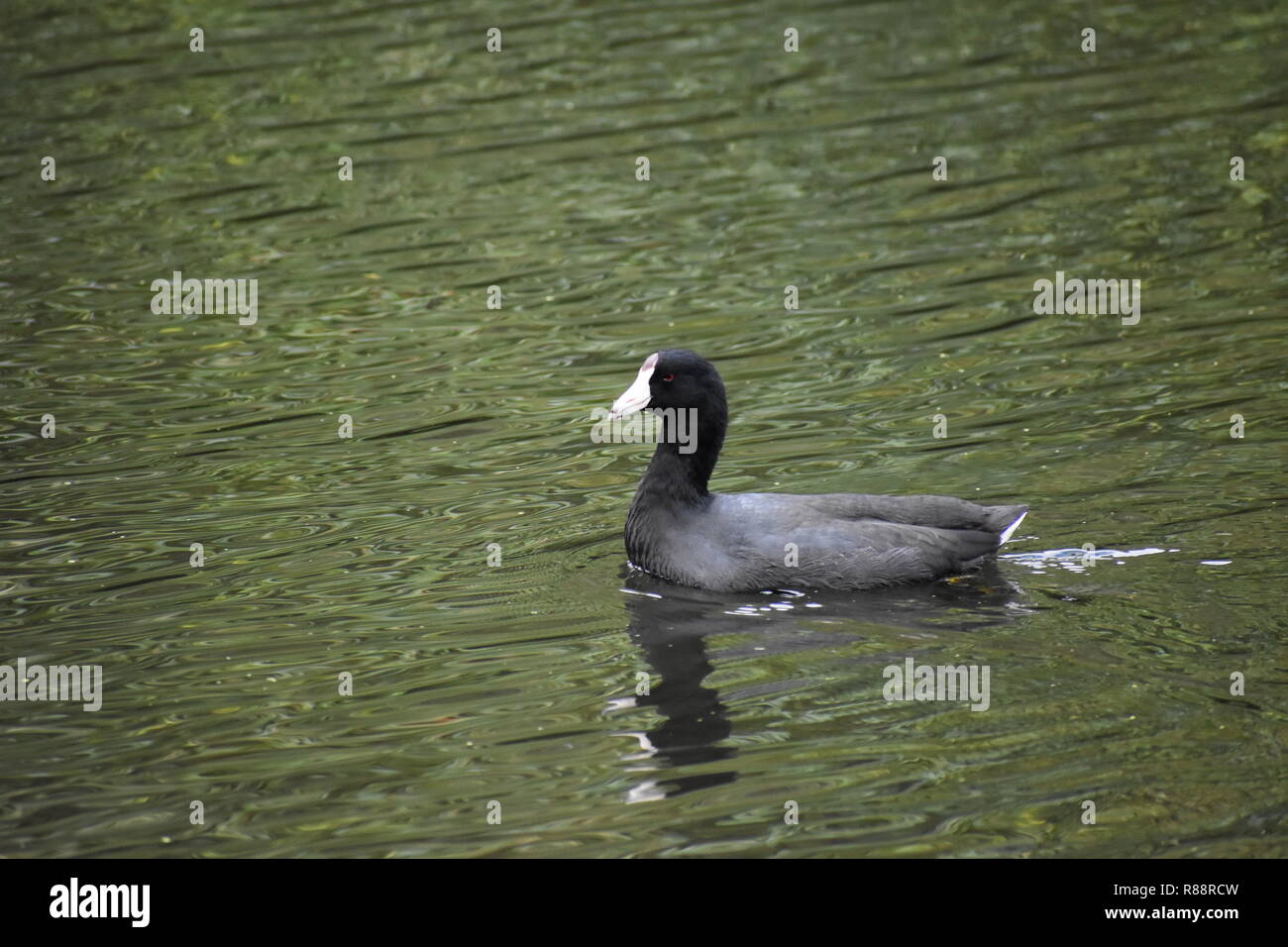 Coot on the lakes surface hi-res stock photography and images - Alamy