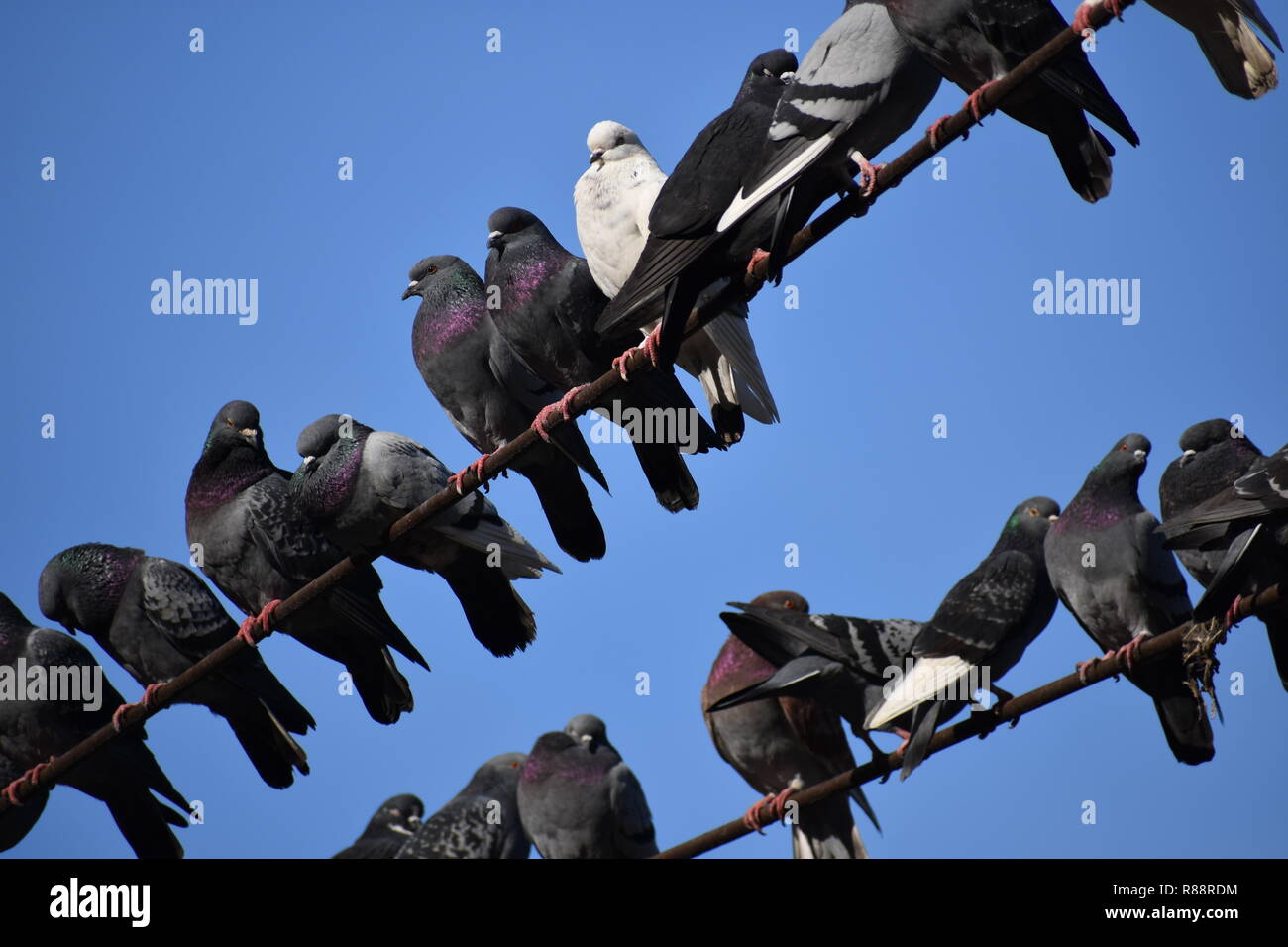 Pigeons on Wires Stock Photo - Alamy