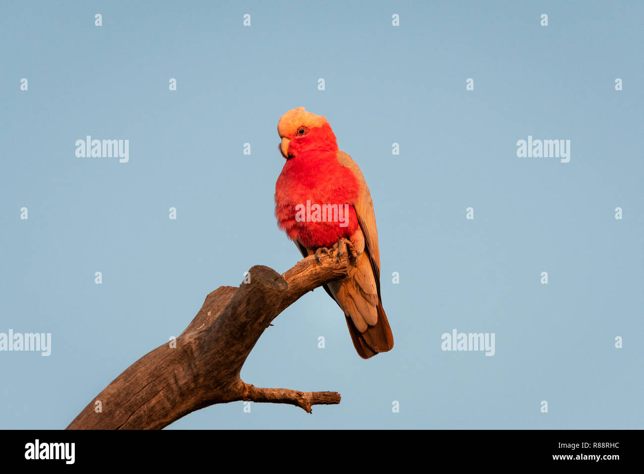 Galah tree animal wildlife hi-res stock photography and images - Alamy