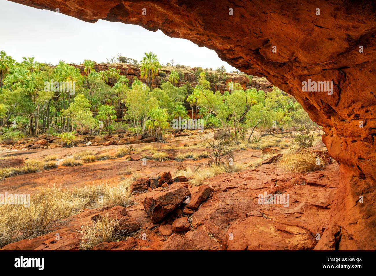 Unique Palm Valley in Finke Gorge National Park Stock Photo - Alamy